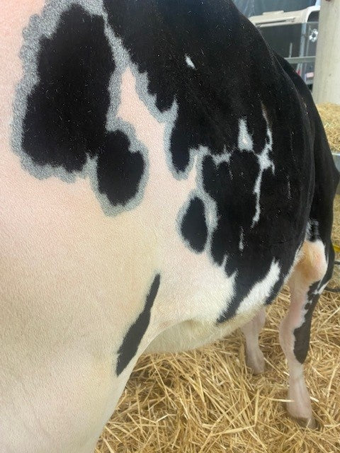 Get your animals hair in good shape for the show! - Livestock Show ...